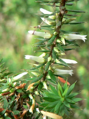 Leucopogon juniperinus — Friends of Lane Cove NP