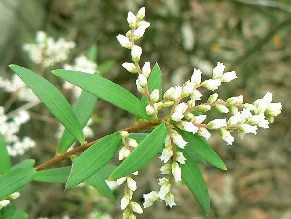 Leucopogon lanceolatus — Friends of Lane Cove NP