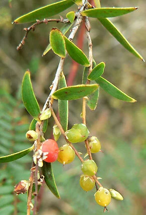 Leucopogon lanceolatus — Friends of Lane Cove NP