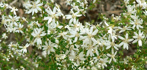 Olearia microphylla — Friends of Lane Cove NP