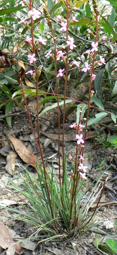 Stylidium productum and Stylidium graminifolium — Friends of Lane Cove NP