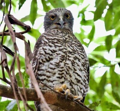 Birds - Powerful Owl — Friends of Lane Cove NP