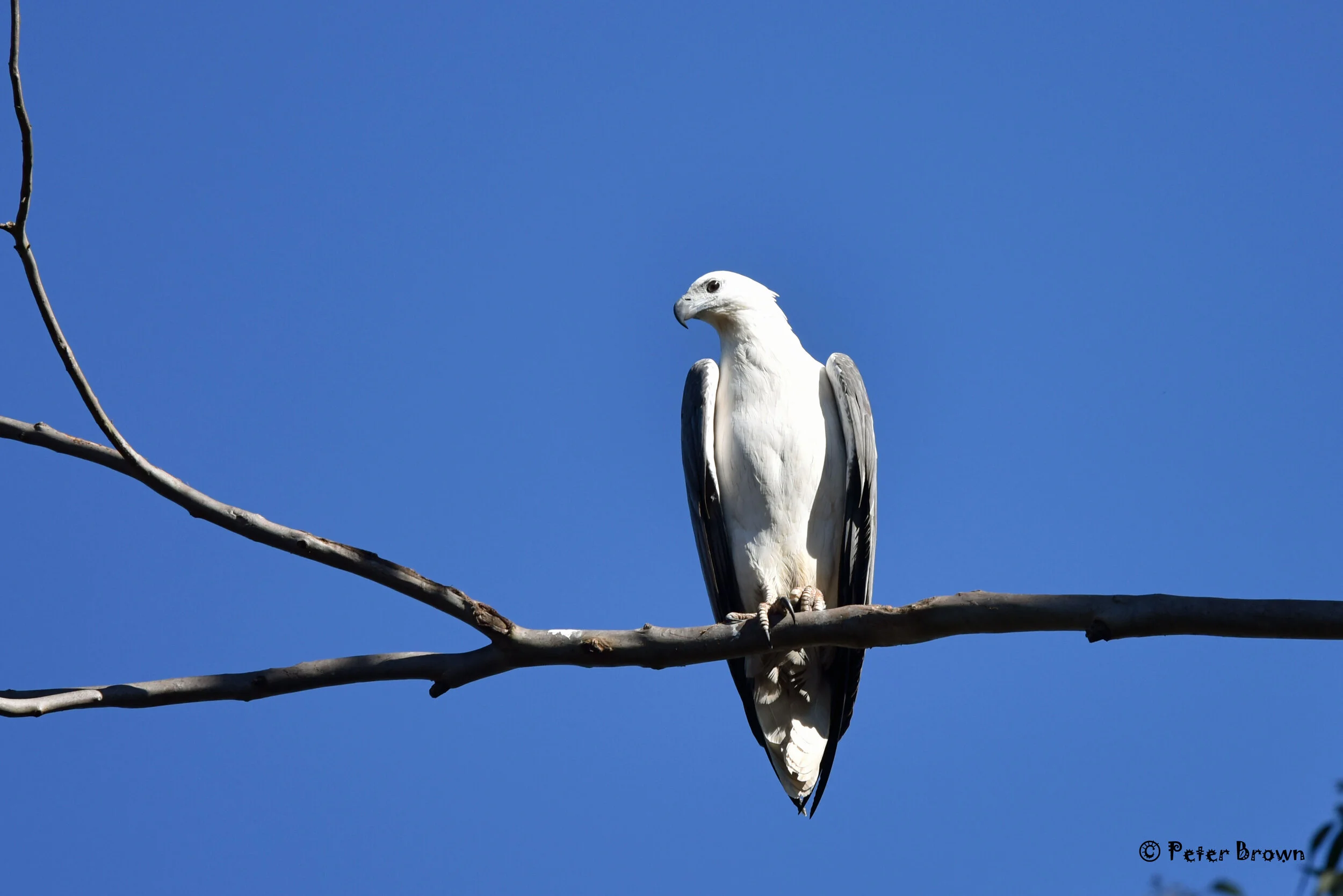 Birds - White-bellied Sea-Eagle — Friends of Lane Cove NP