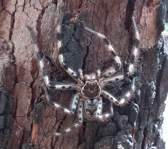 Friends of Lane Cove National Park, Fauna — Friends of Lane Cove NP