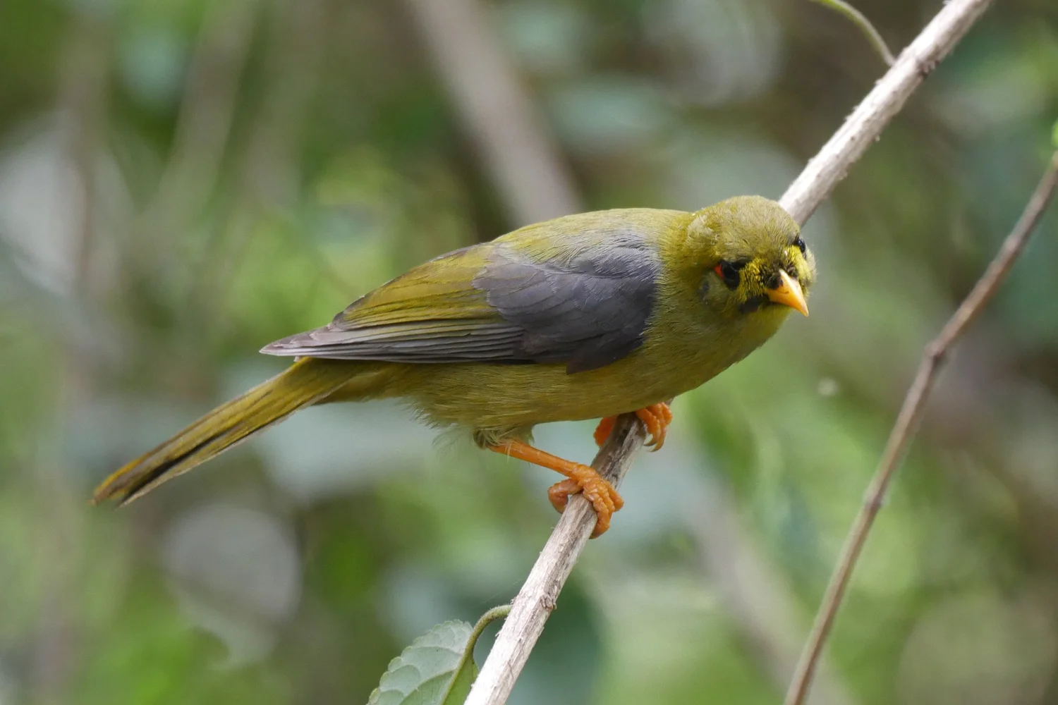 Birds - Bell Miner — Friends of Lane Cove NP