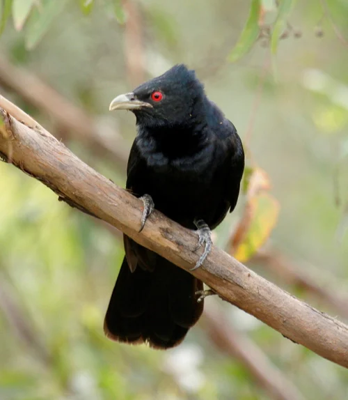 Birds - Pacific Koel — Friends of Lane Cove NP