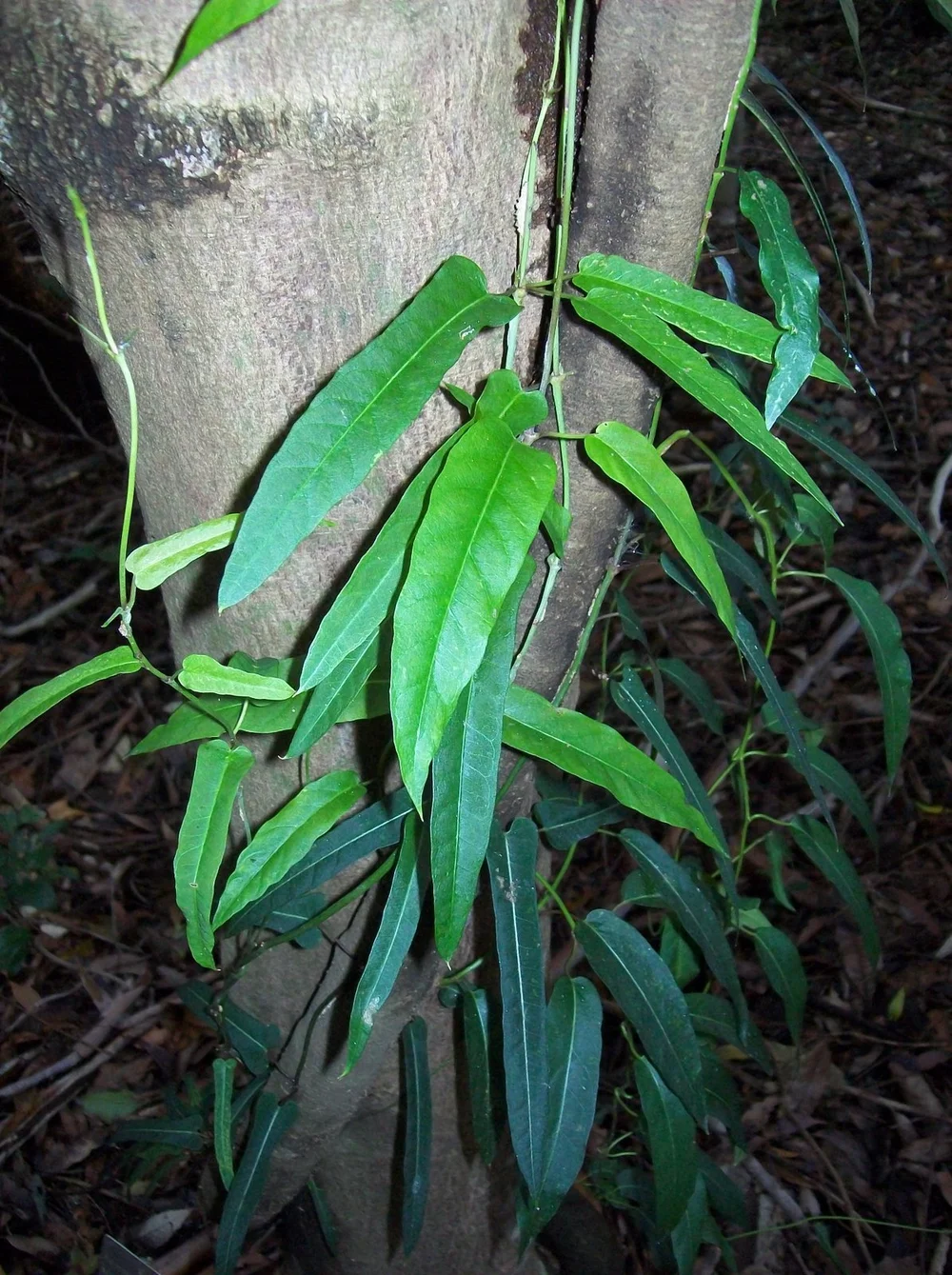 Climbing Plants — Friends of Lane Cove NP