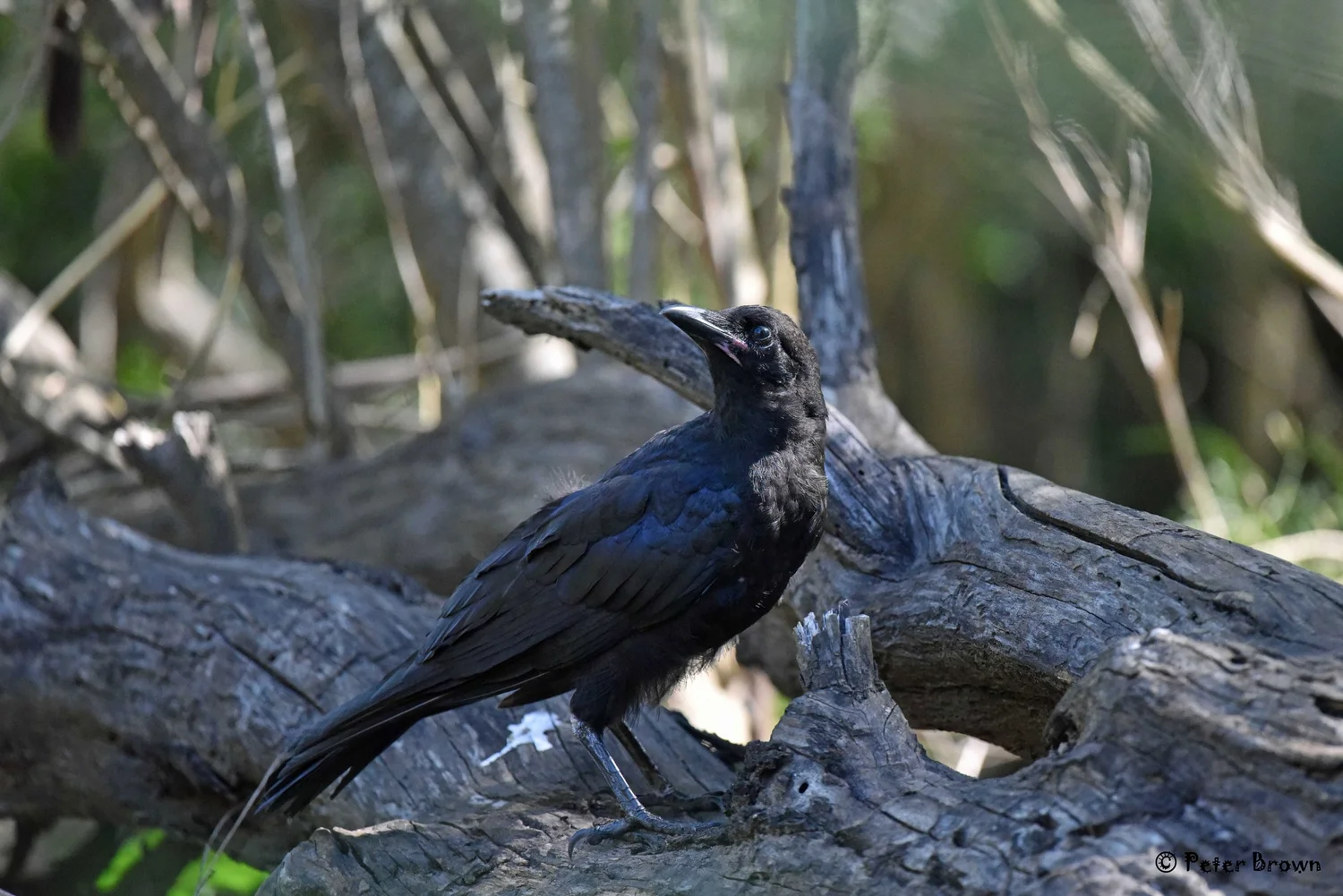 Birds - Australian Raven — Friends of Lane Cove NP