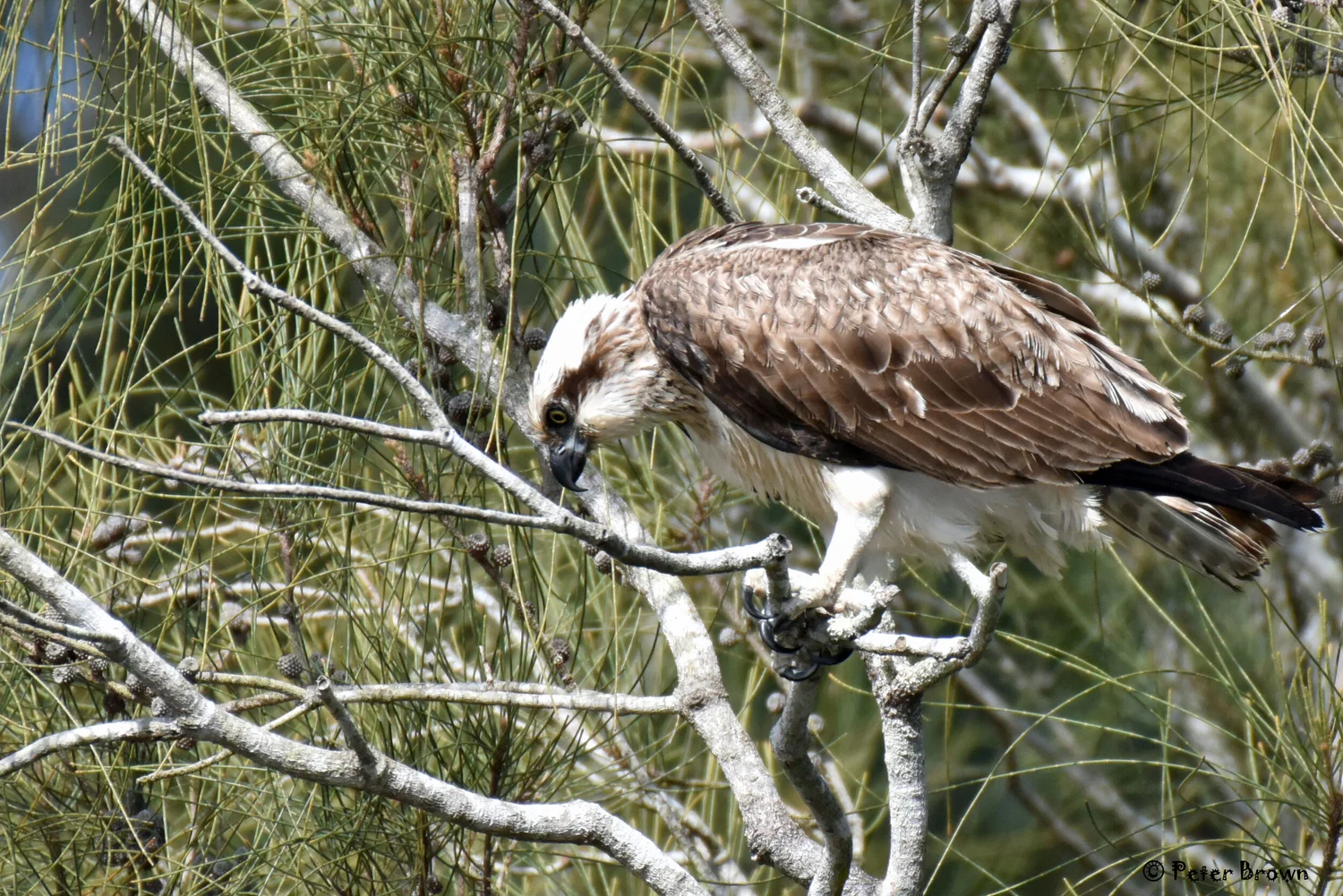 Birds - Eastern Osprey — Friends of Lane Cove NP