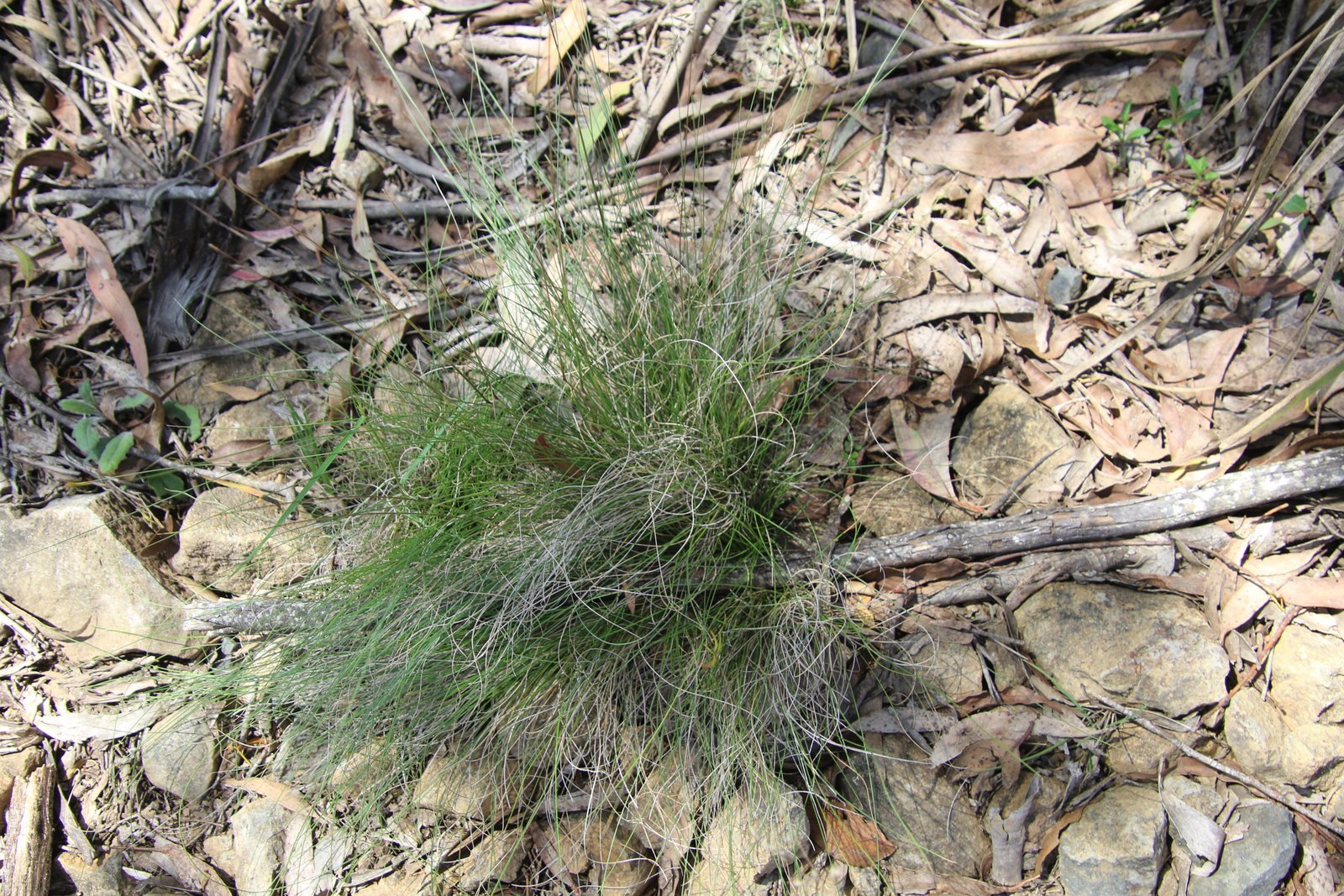 Grasses — Friends of Lane Cove NP