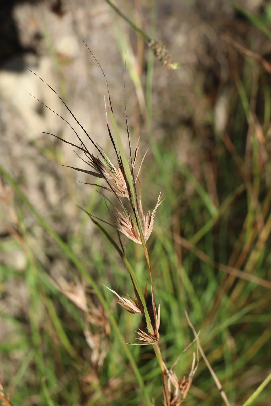 Grasses — Friends of Lane Cove NP