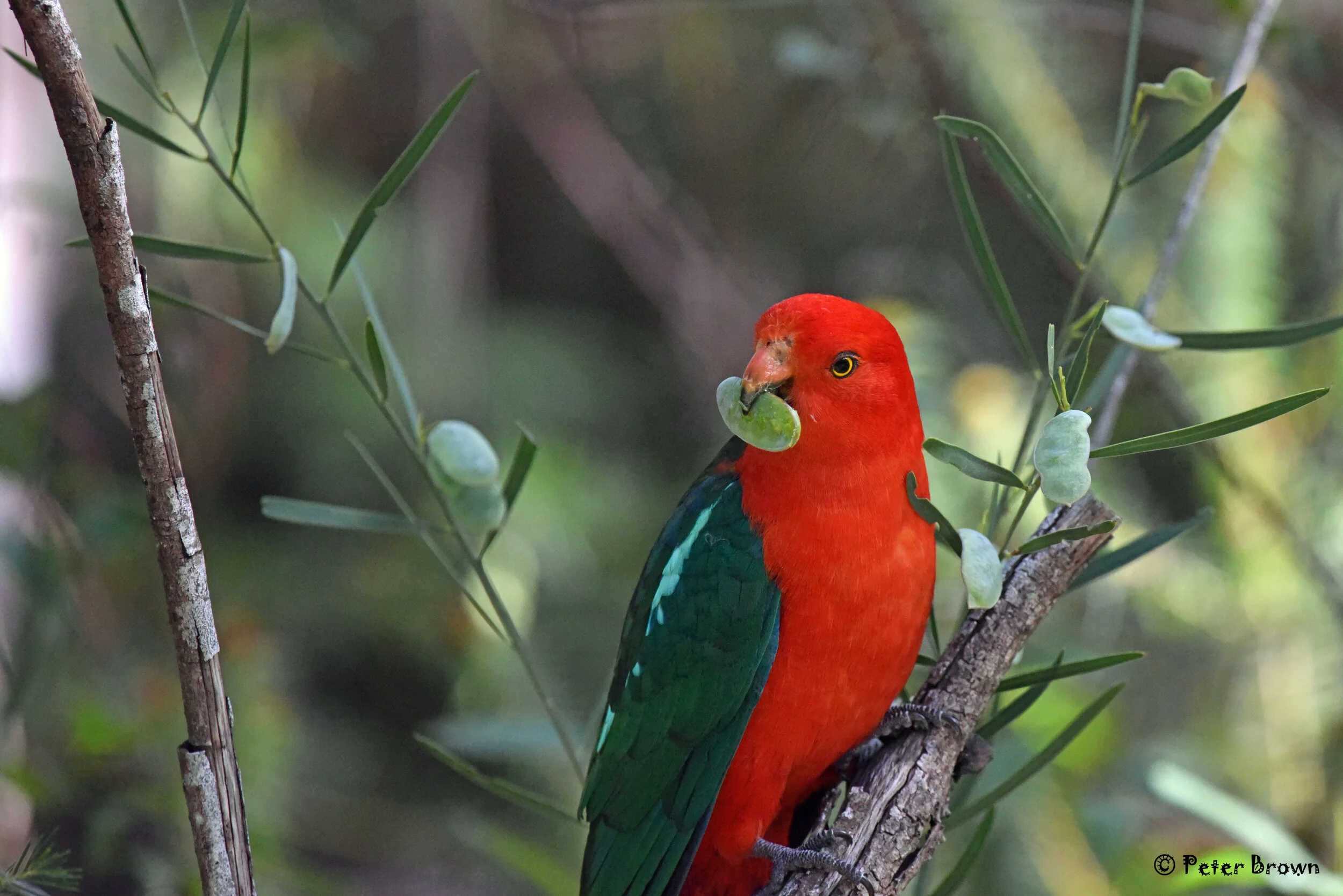 Birds - Australian King Parrot — Friends of Lane Cove NP