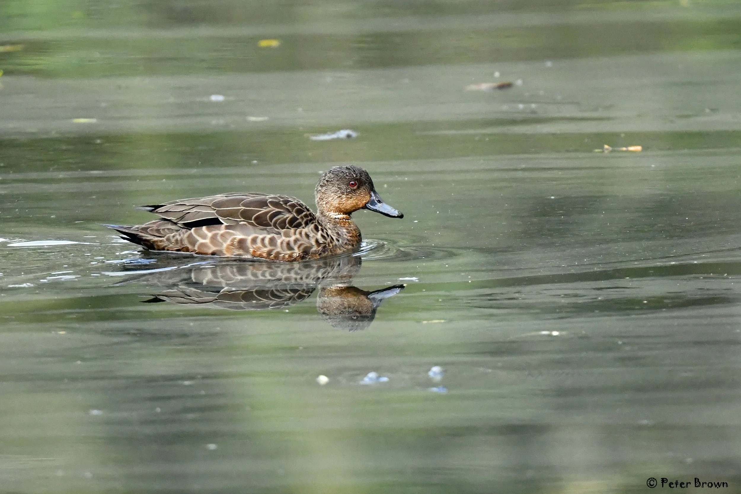 Birds - Grey Teal — Friends of Lane Cove NP