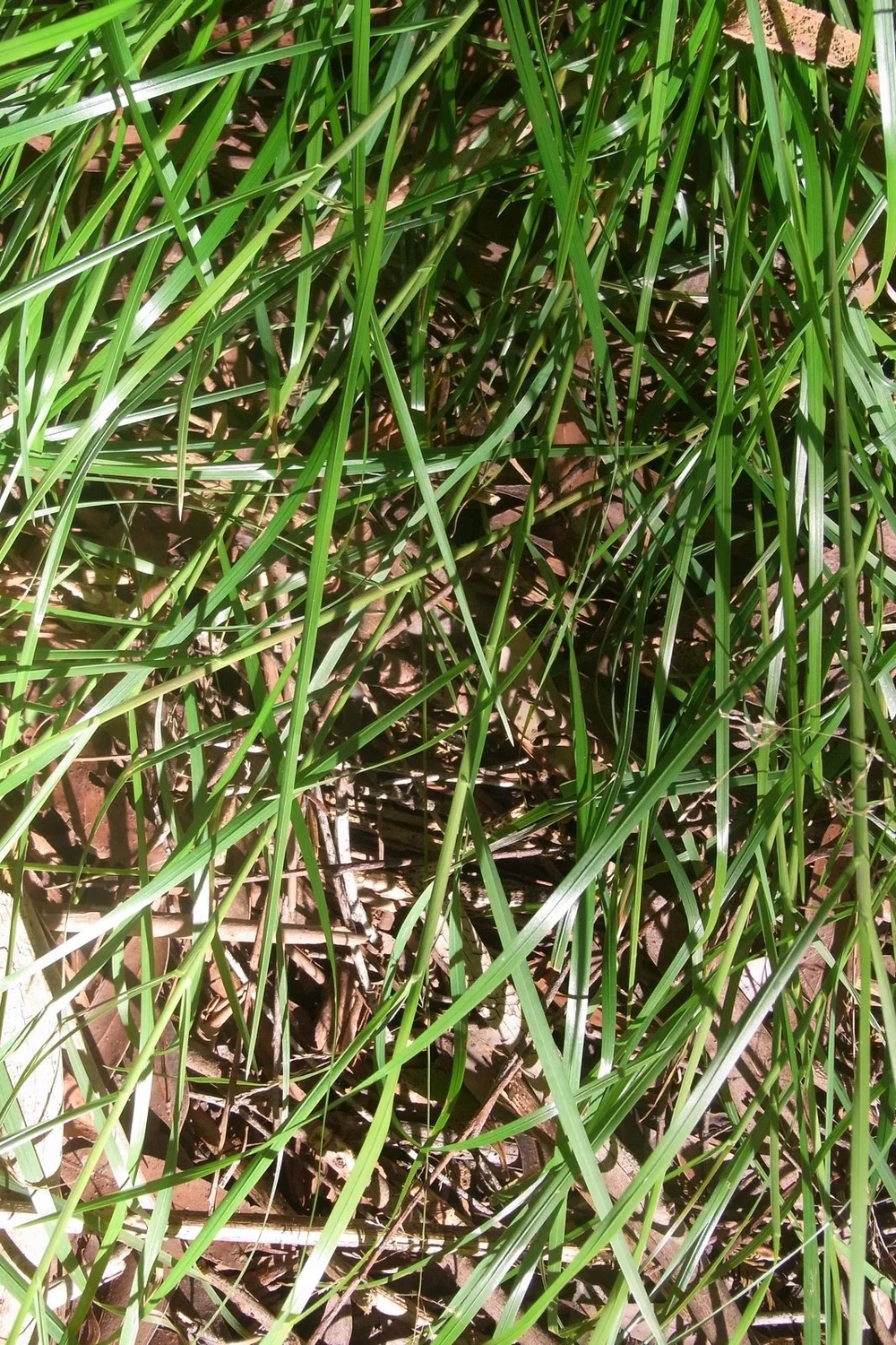 Grasses — Friends of Lane Cove NP