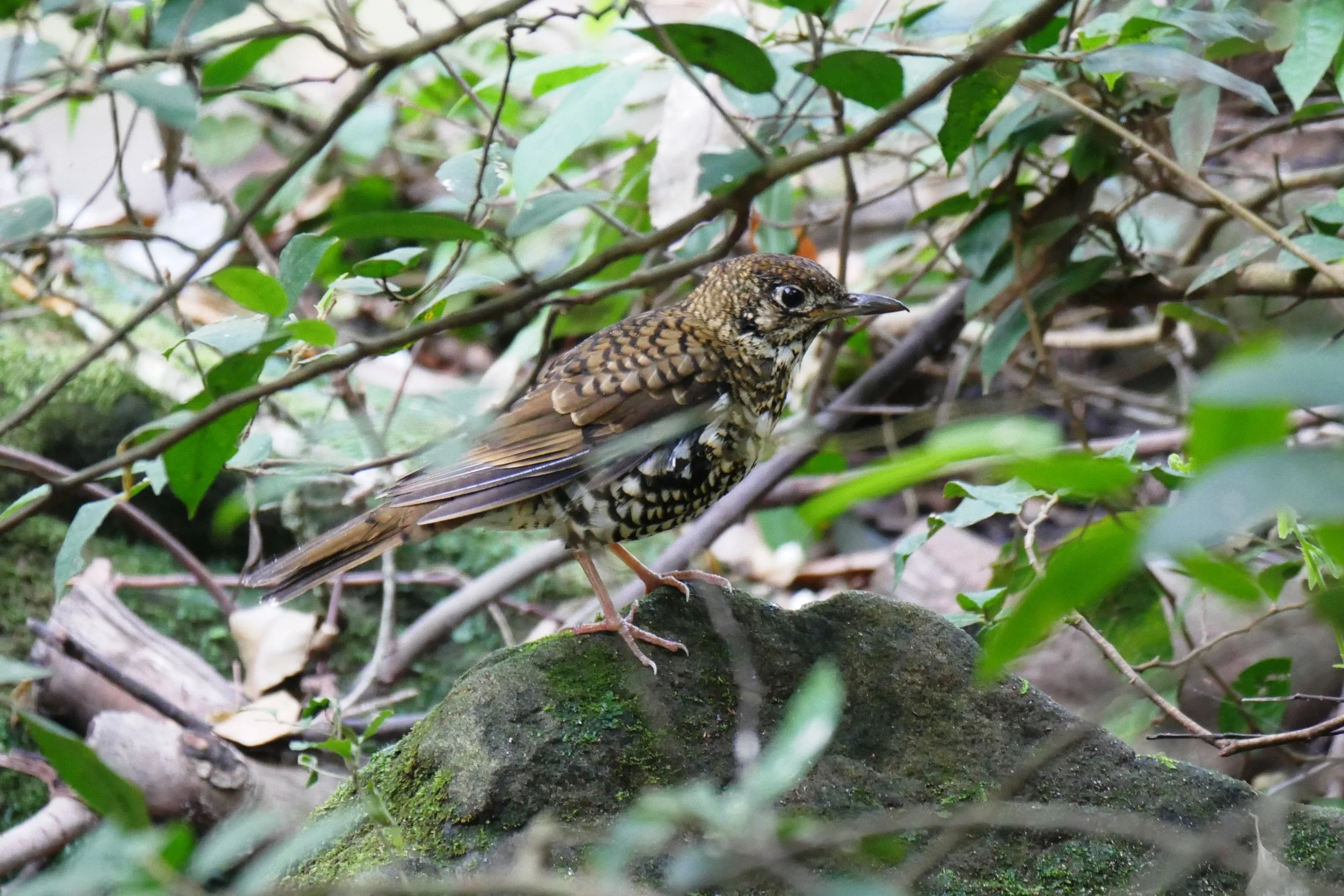 Birds - Bassian Thrush — Friends of Lane Cove NP