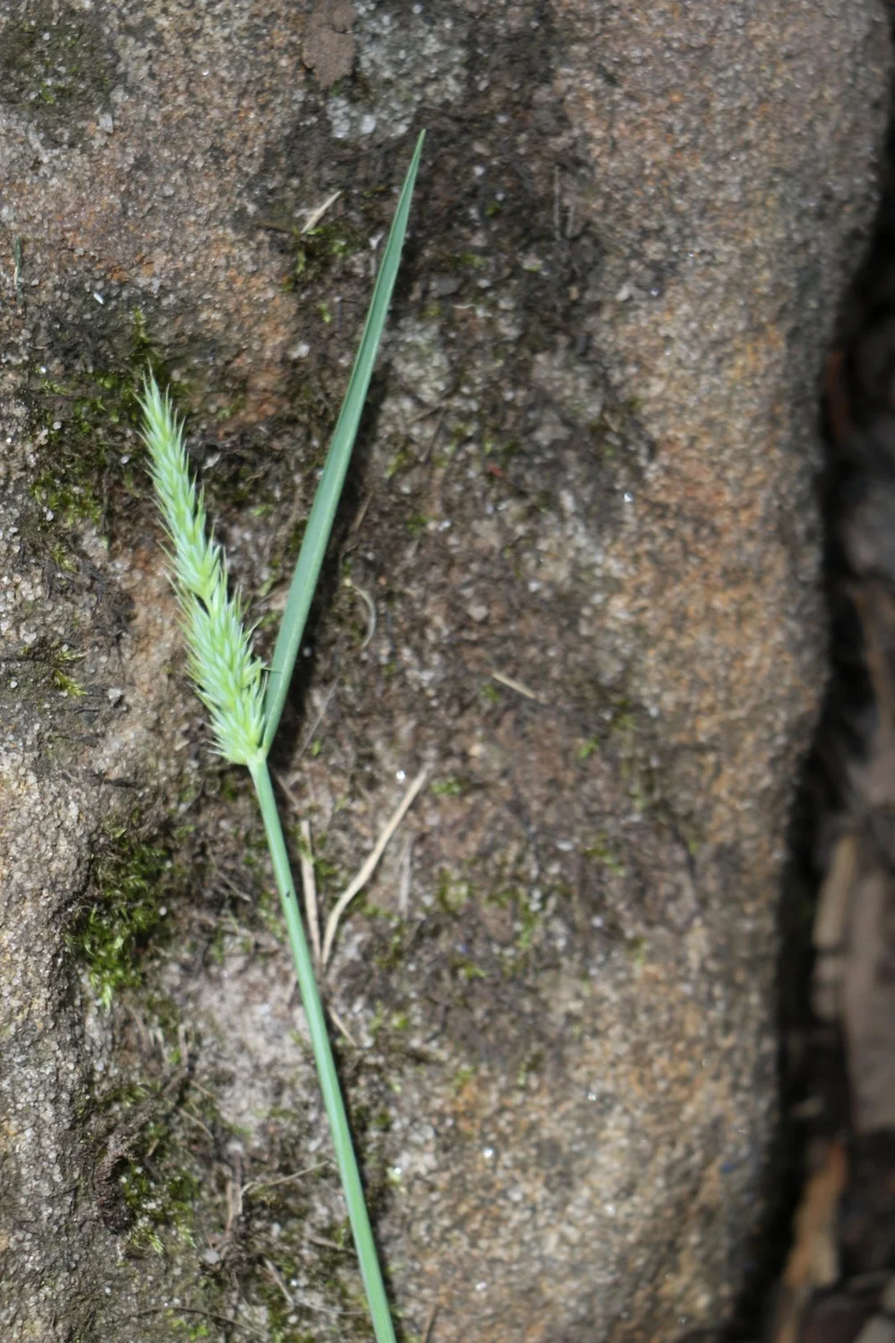Grasses — Friends of Lane Cove NP