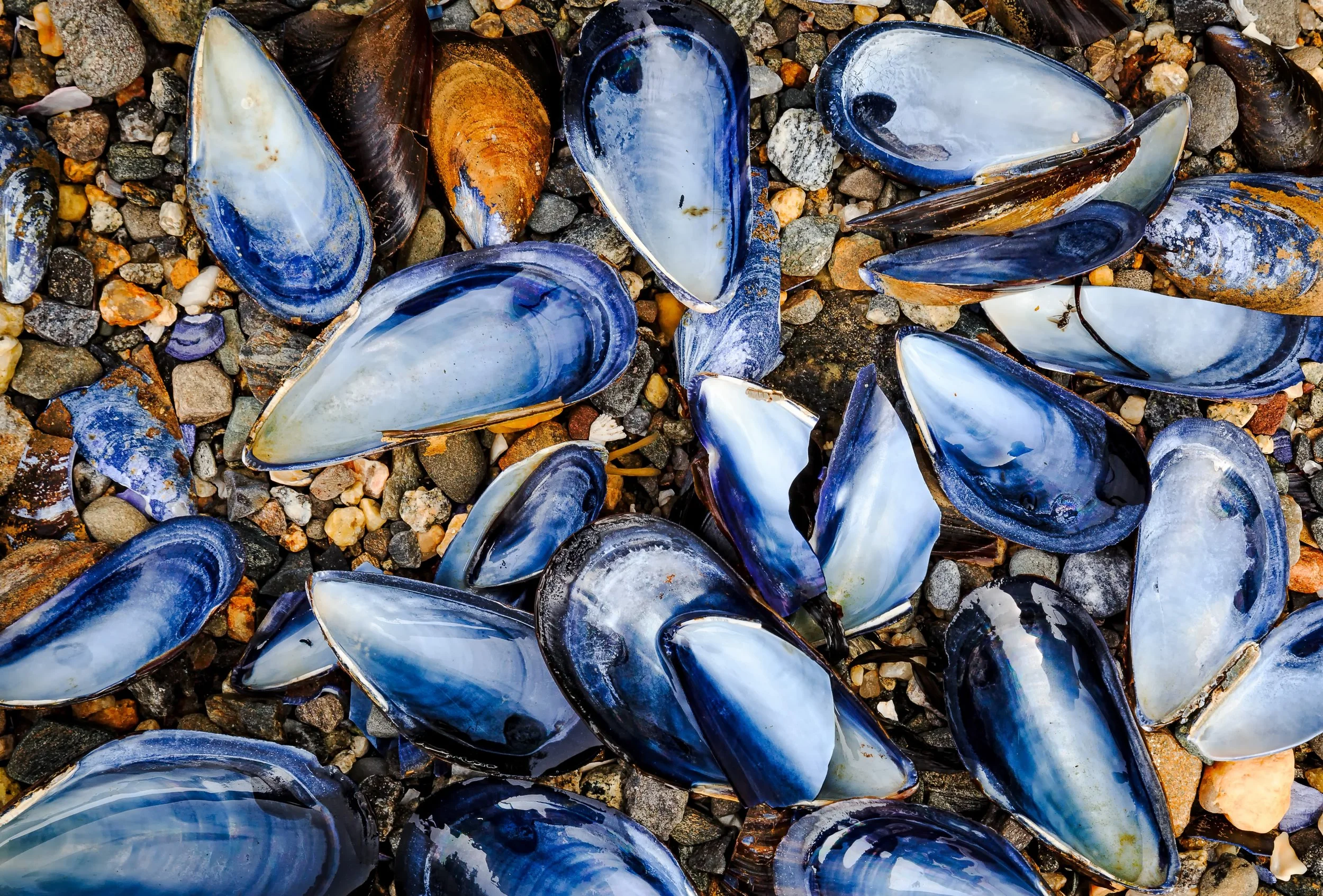 Spicy Greek Mussels Saganaki with Mustard Sauce and Feta — Greek ...