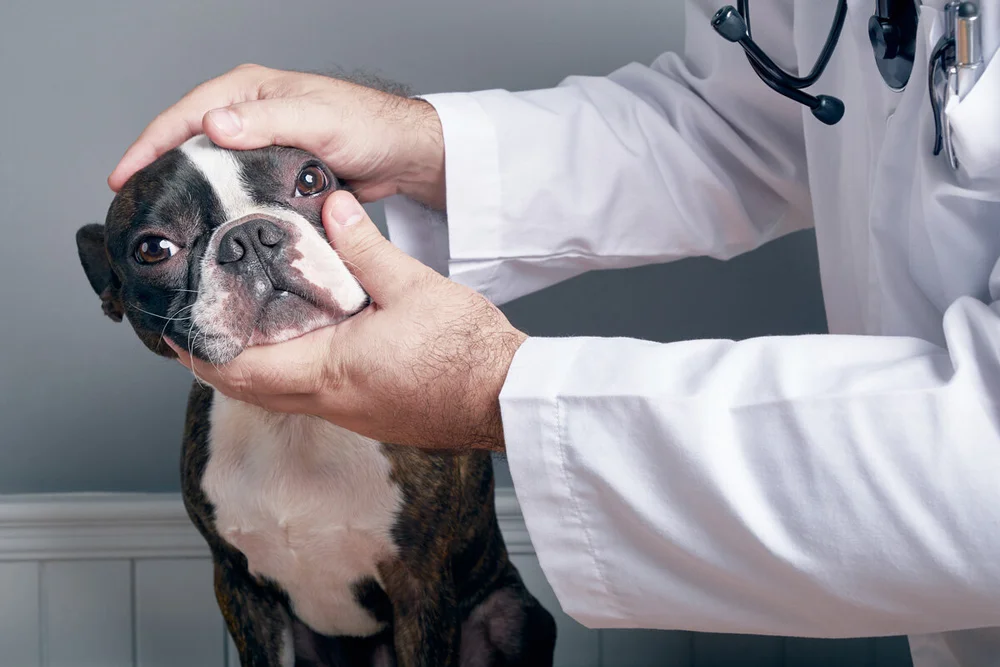 Animal Eye Clinic — Services