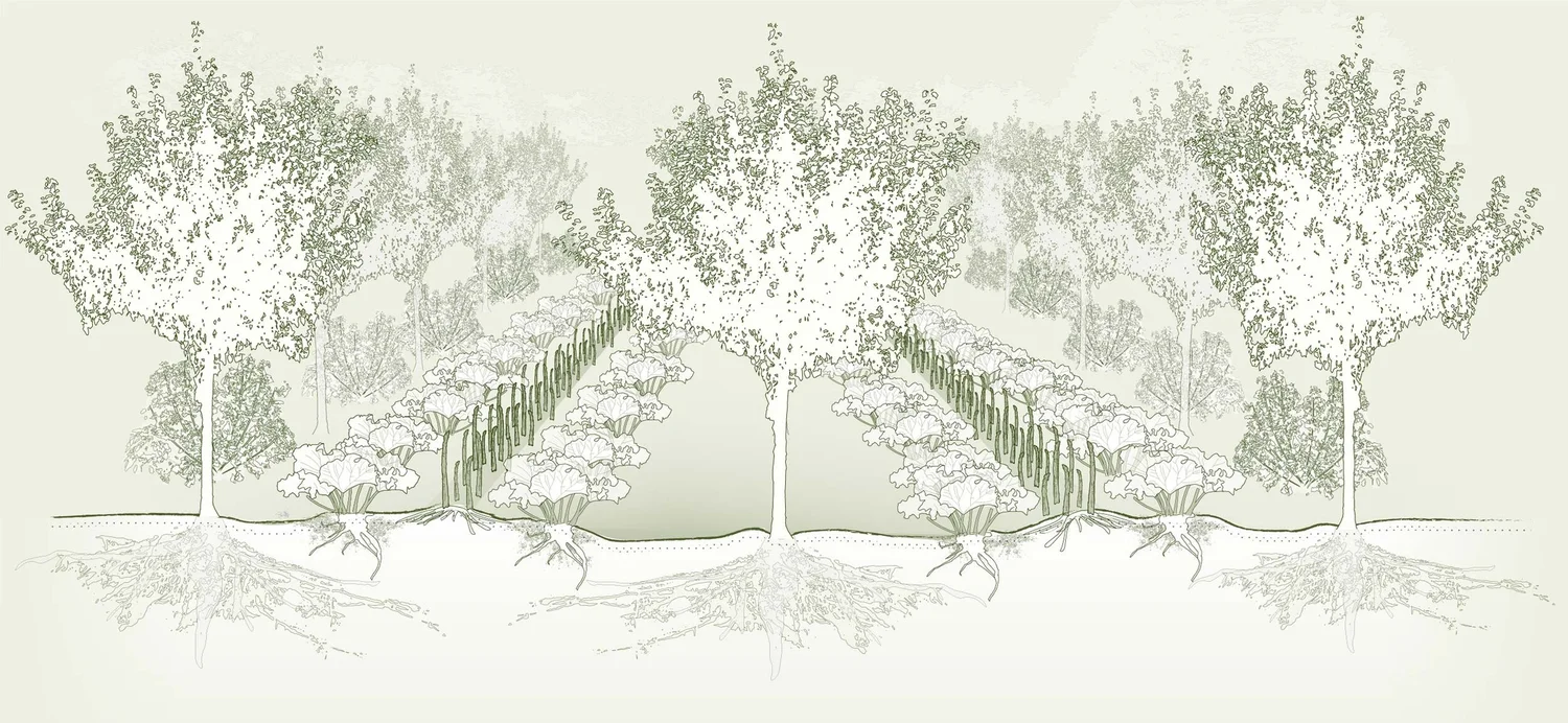 Interlace Commons