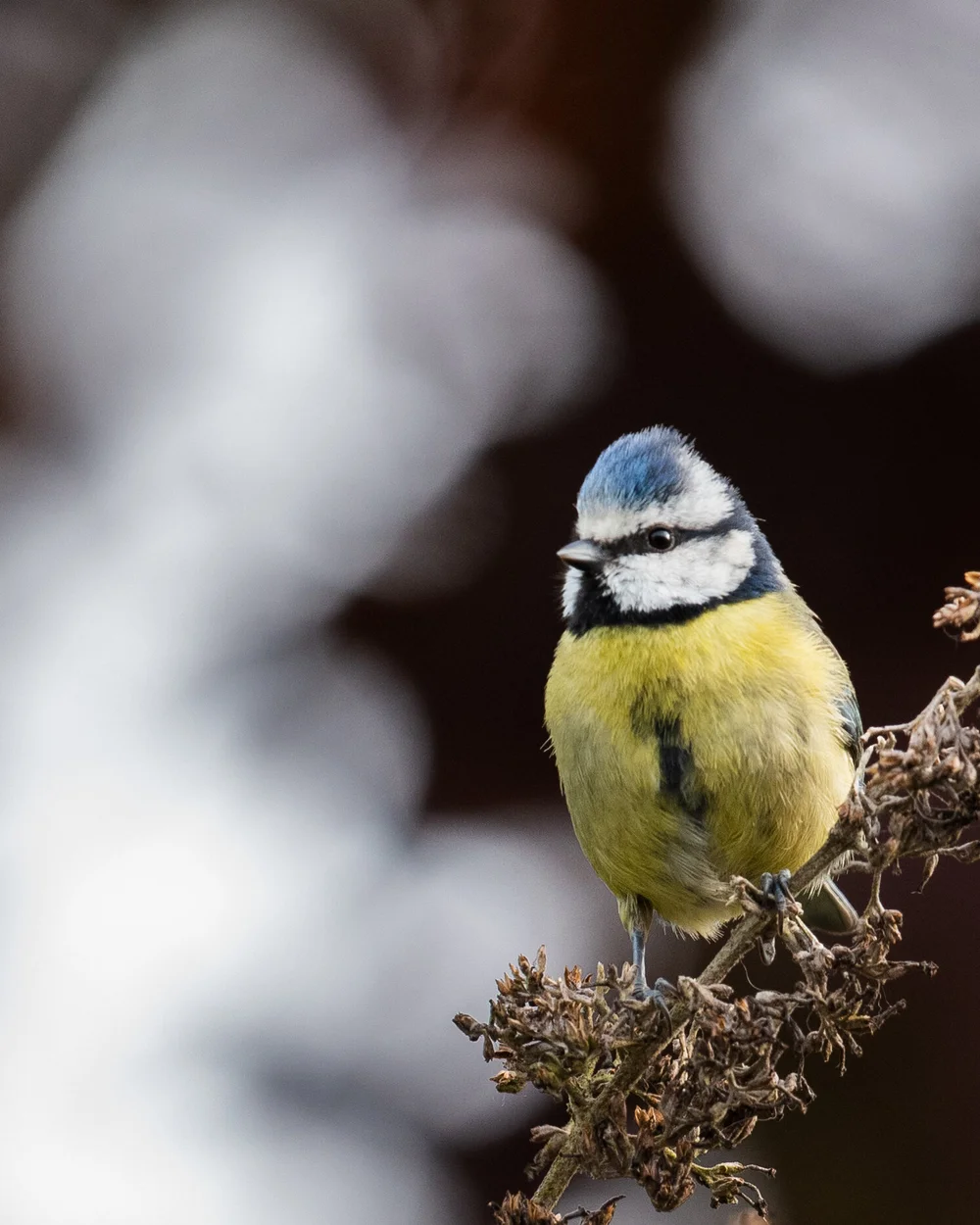 British Birds — bensutcliffephoto.com
