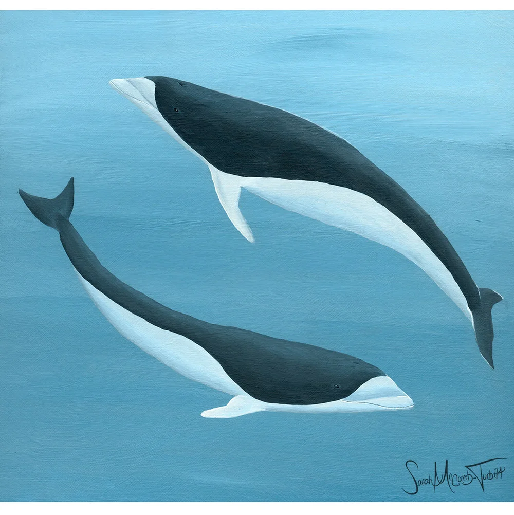 Southern Right Whale Dolphin