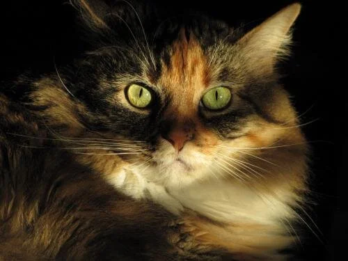 Our Mission — New Beginnings Cat Rescue