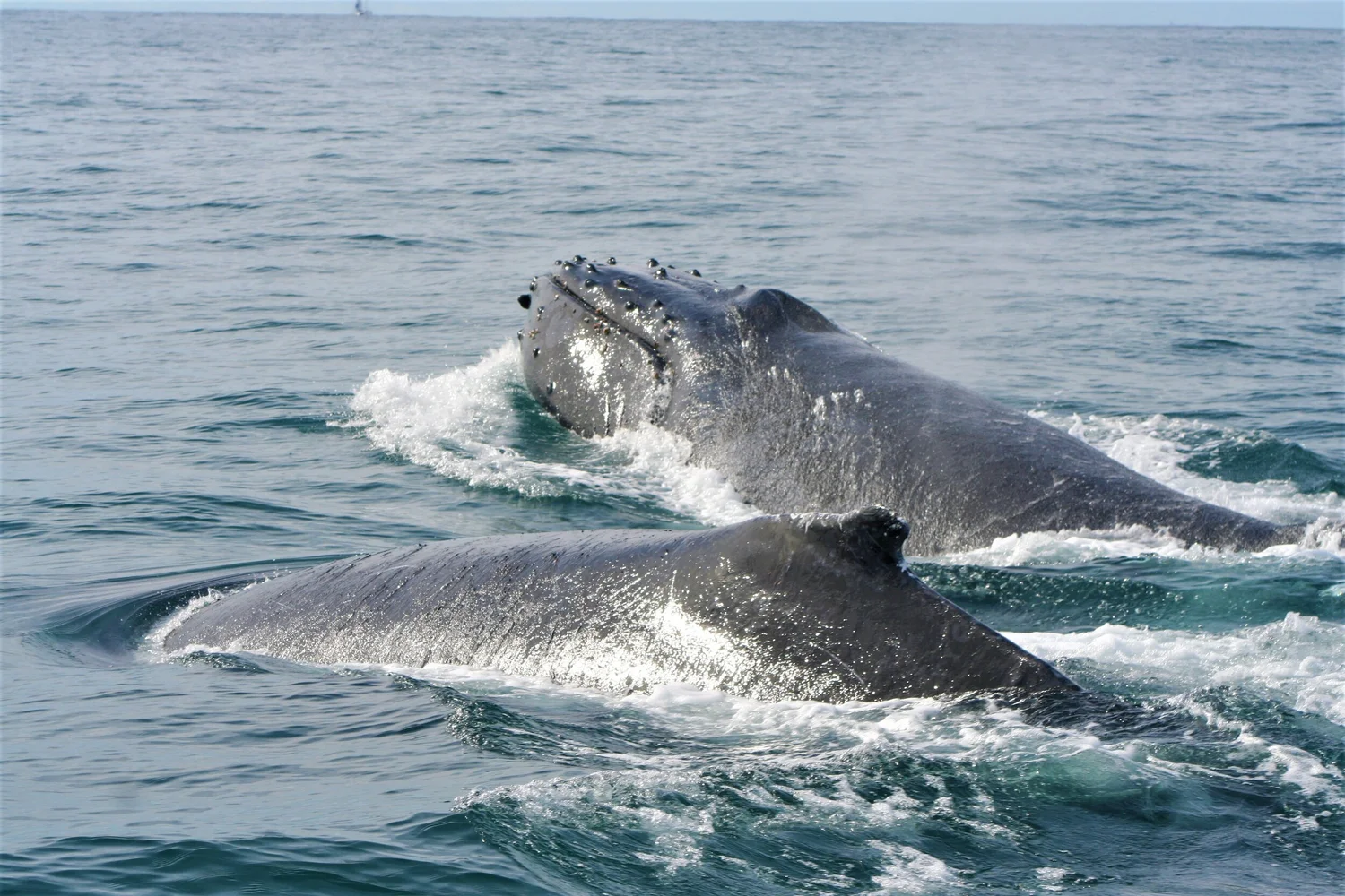 Humpback Whale Sentinel Program (HWSP)