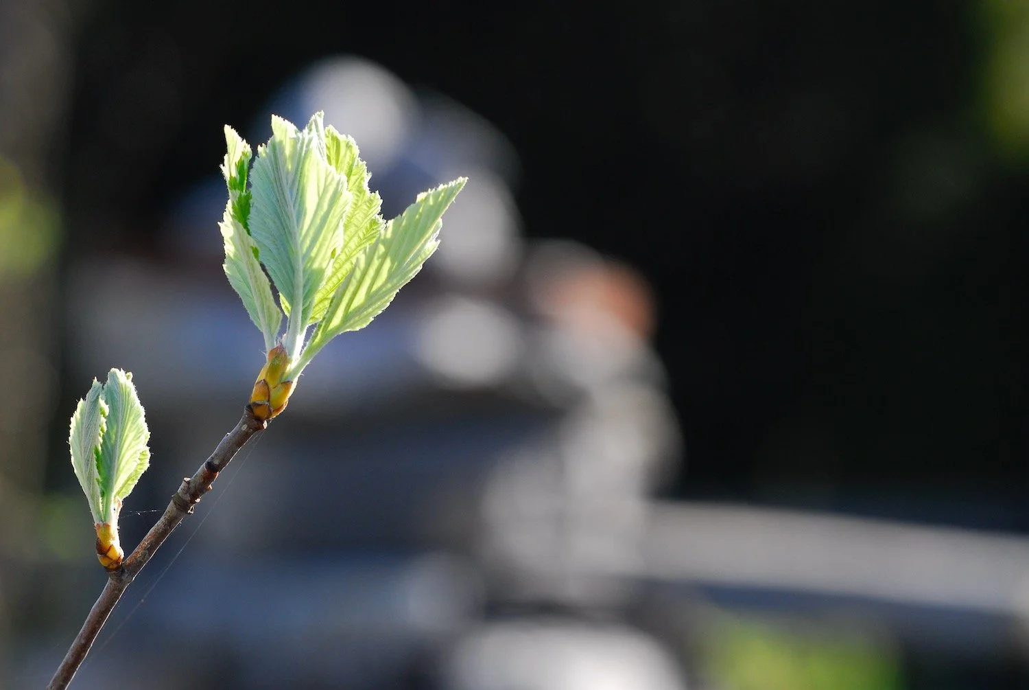 Mark Fetzer Gartengestaltung