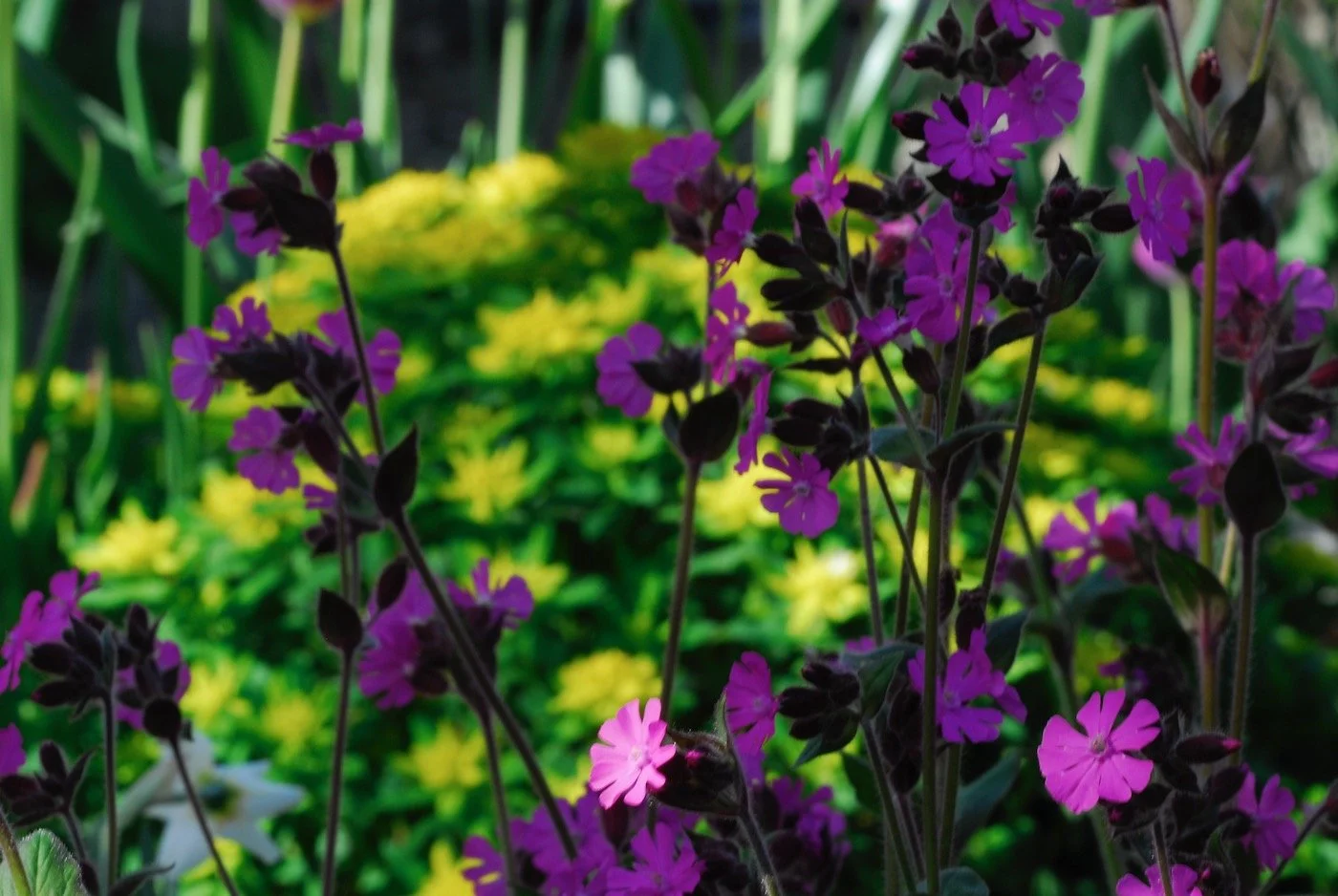 Mark Fetzer Gartengestaltung