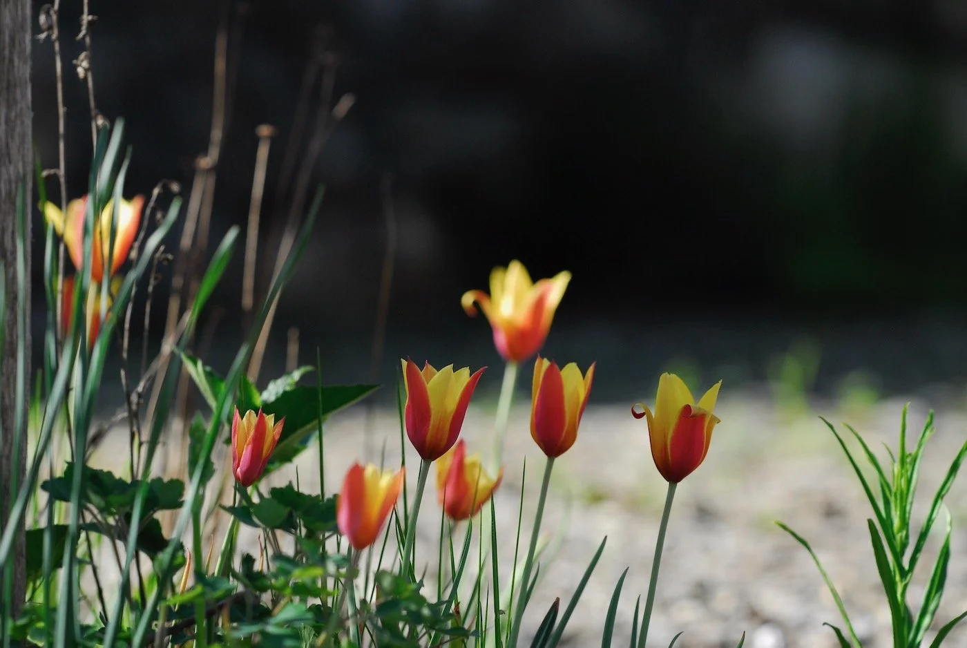Mark Fetzer Gartengestaltung