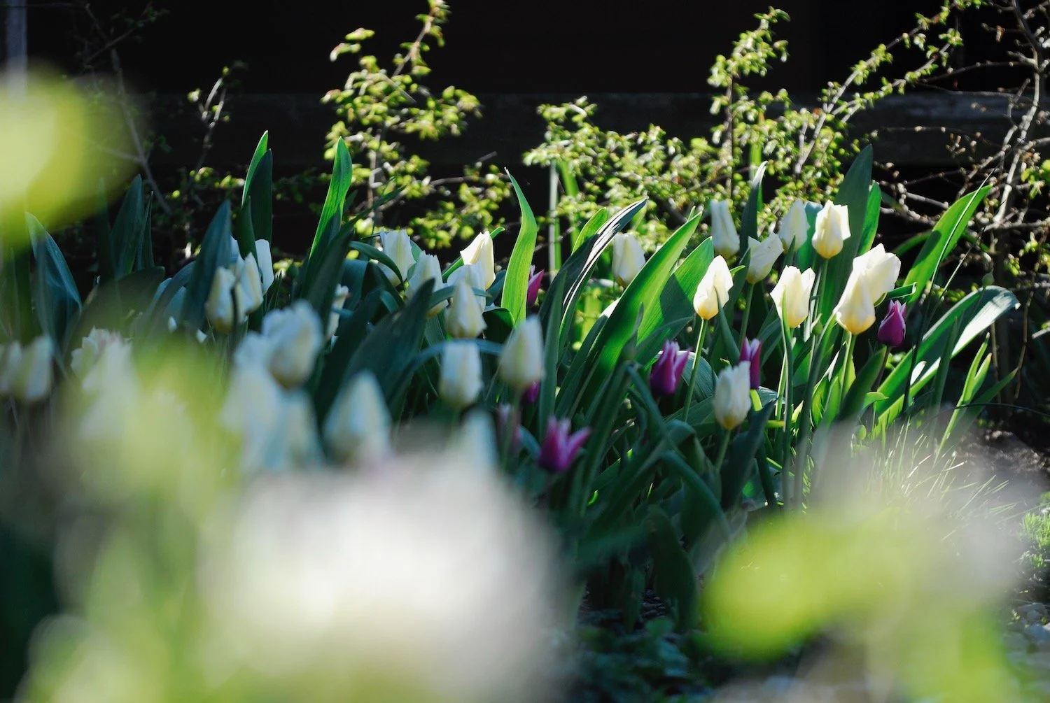 Mark Fetzer Gartengestaltung