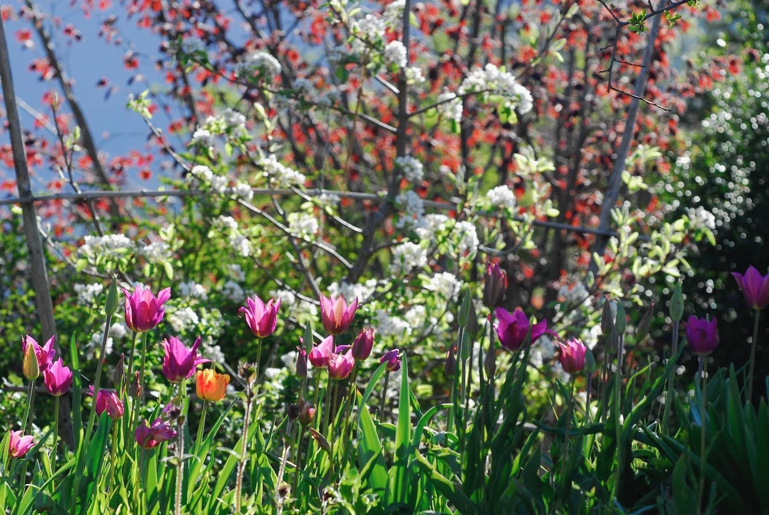 Mark Fetzer Gartengestaltung