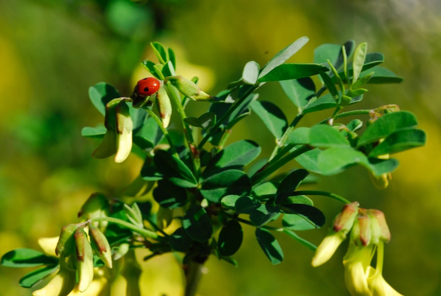 Mark Fetzer Gartengestaltung