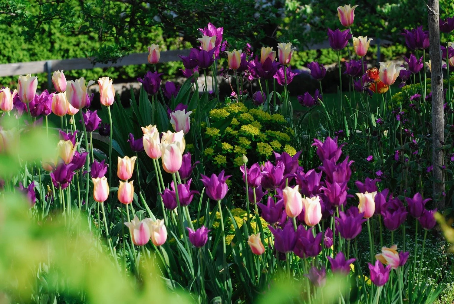 Mark Fetzer Gartengestaltung