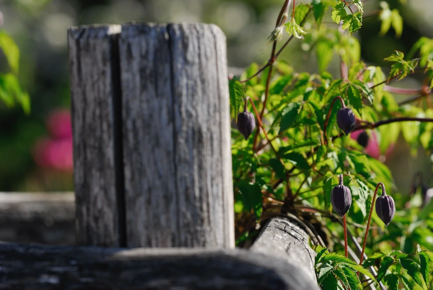 Mark Fetzer Gartengestaltung