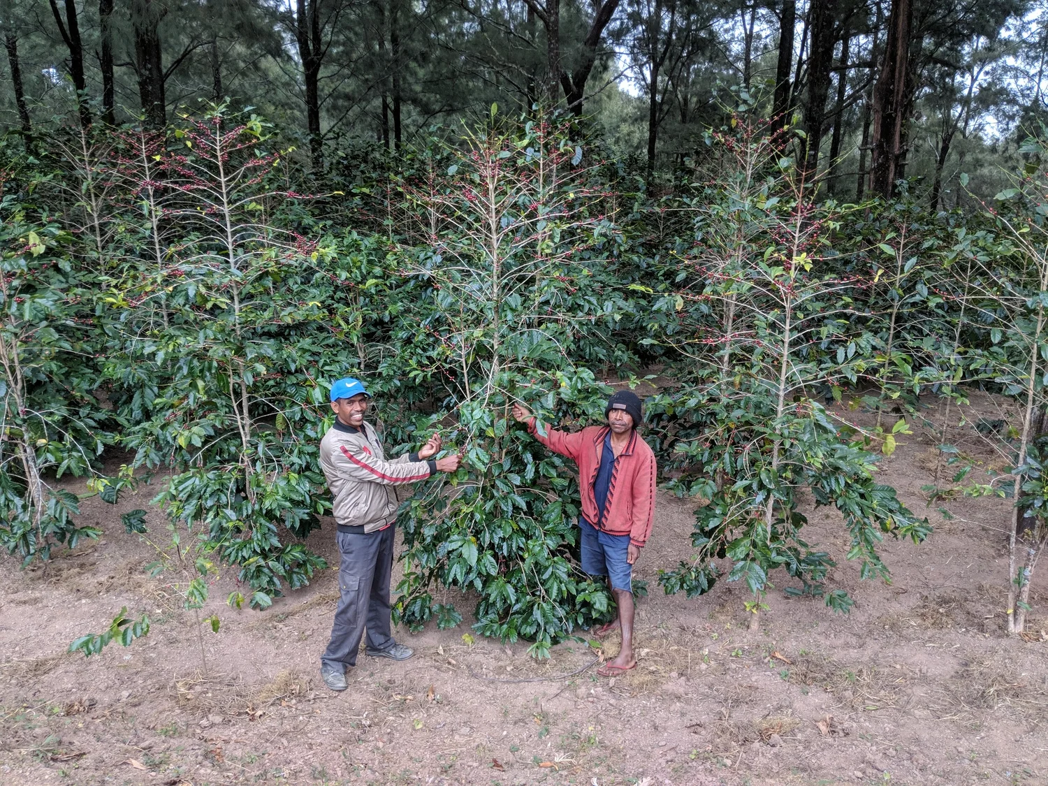 Learn more about Timor-Leste | Timor Mountain Coffee