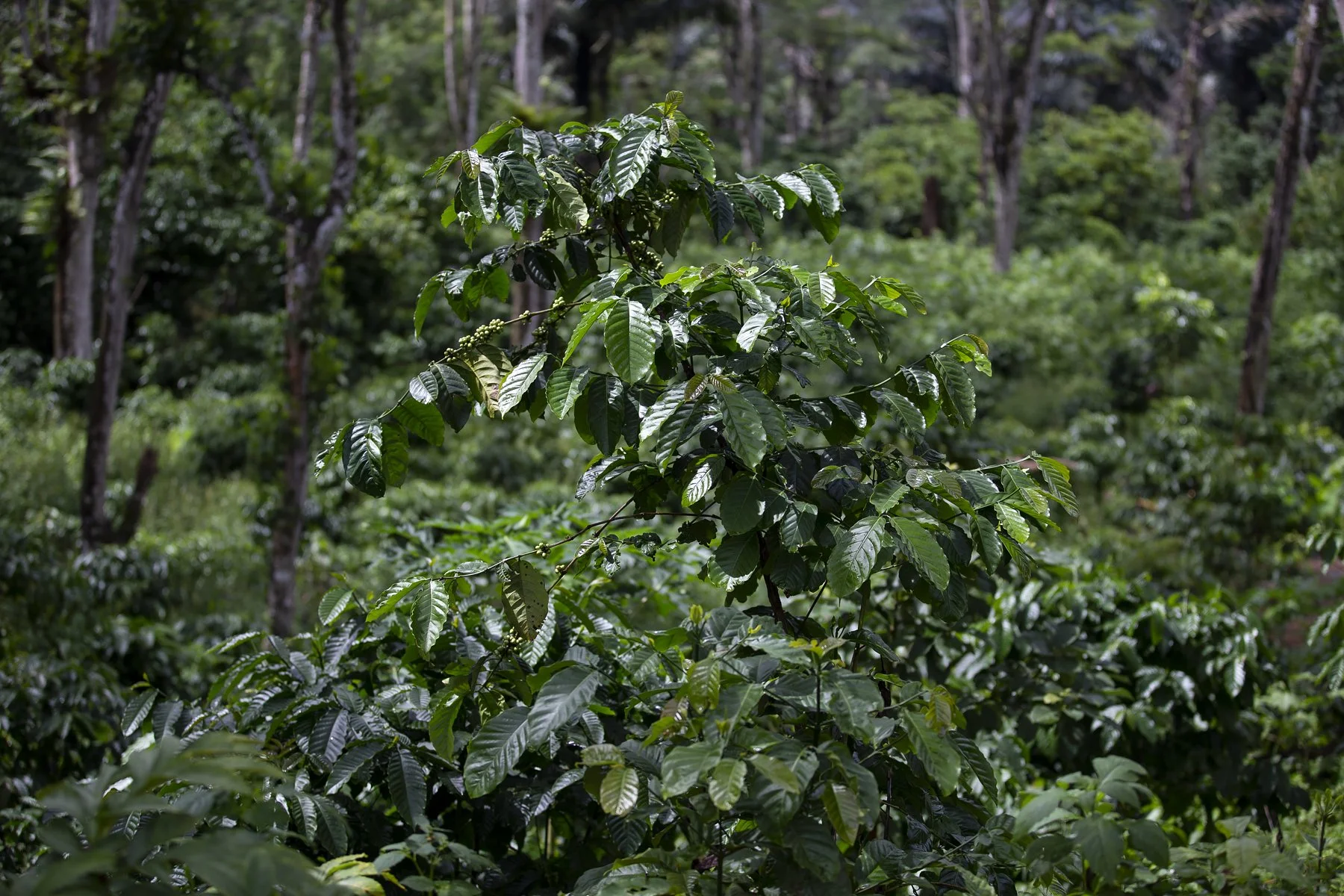 Timor Mountain: Single origin specialty coffee from Timor-Leste