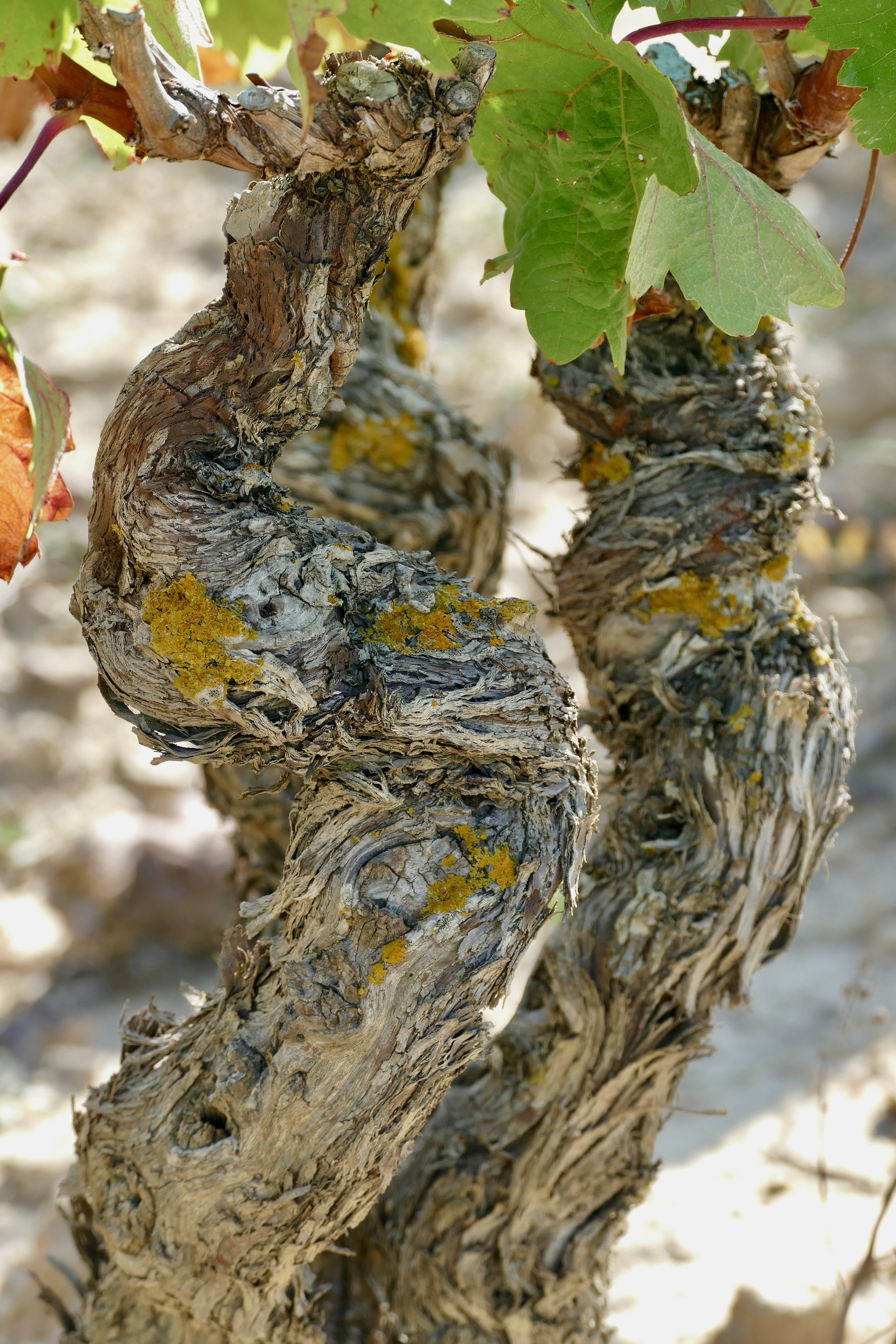 The Old Vine Conference