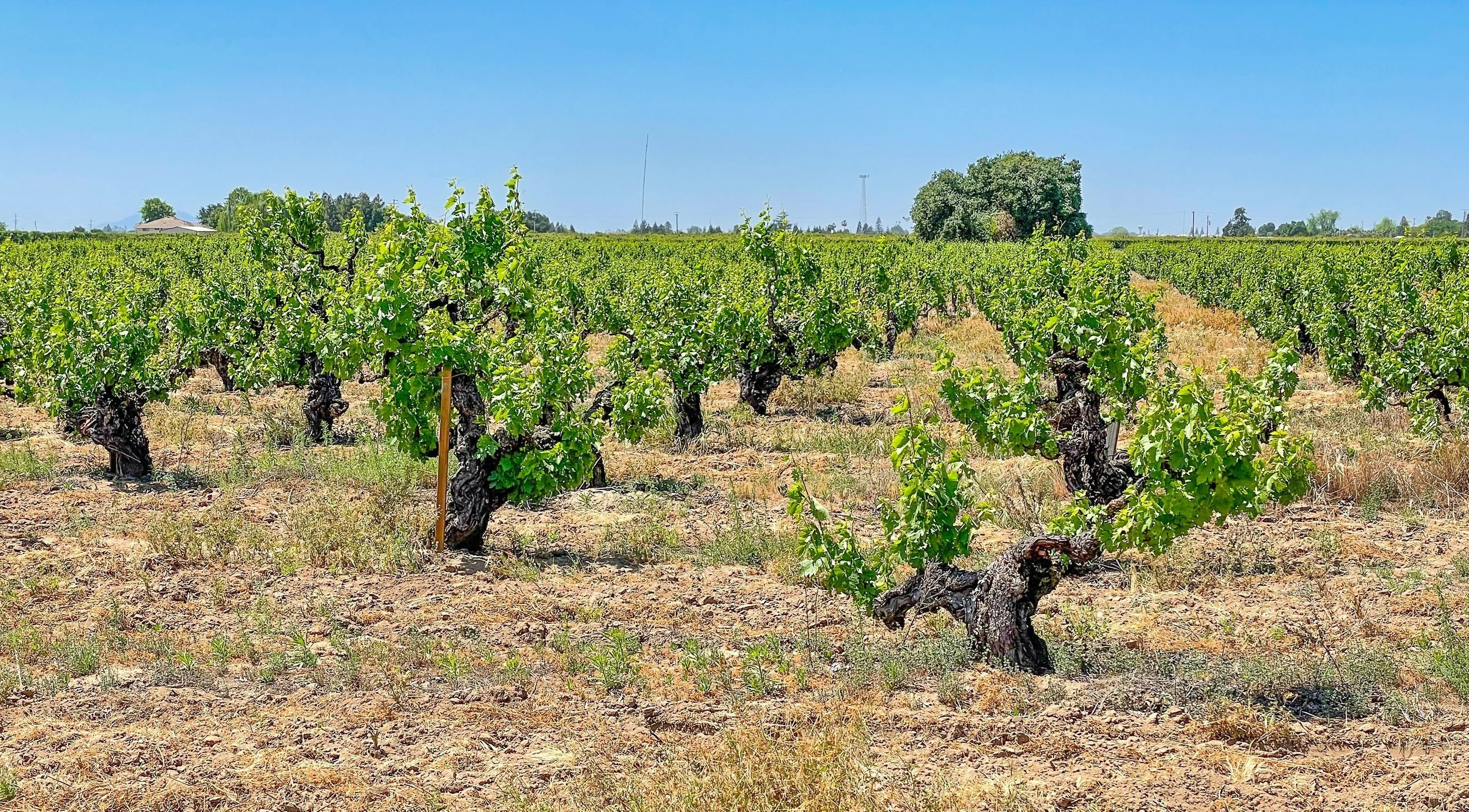 The Old Vine Conference