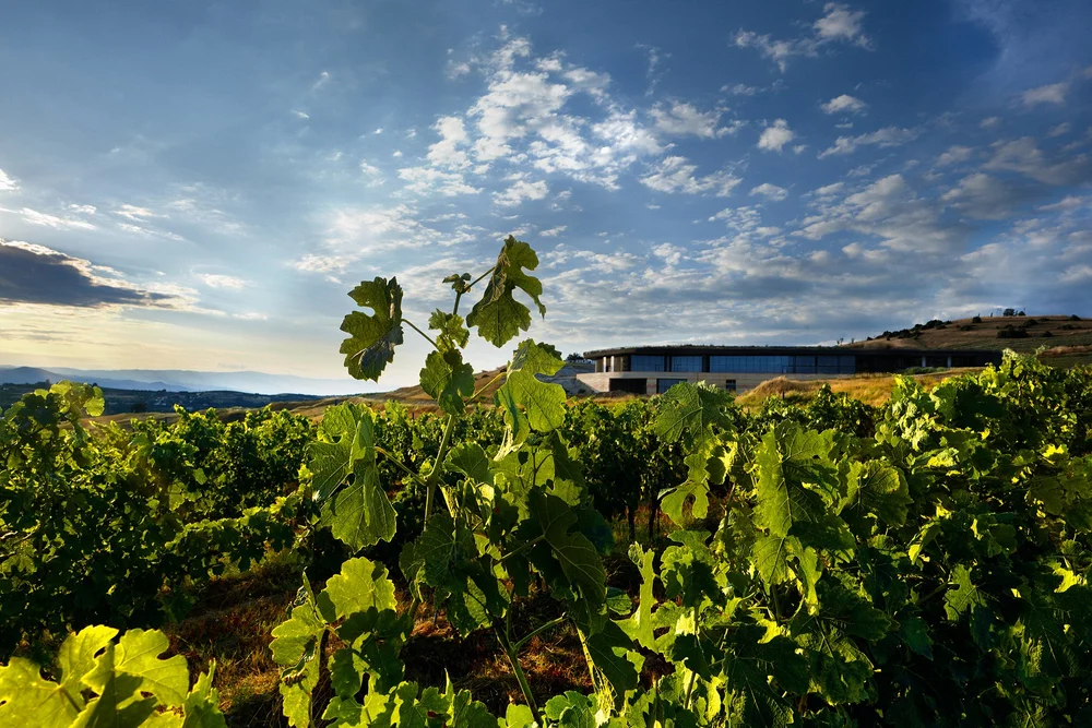 The Old Vine Conference