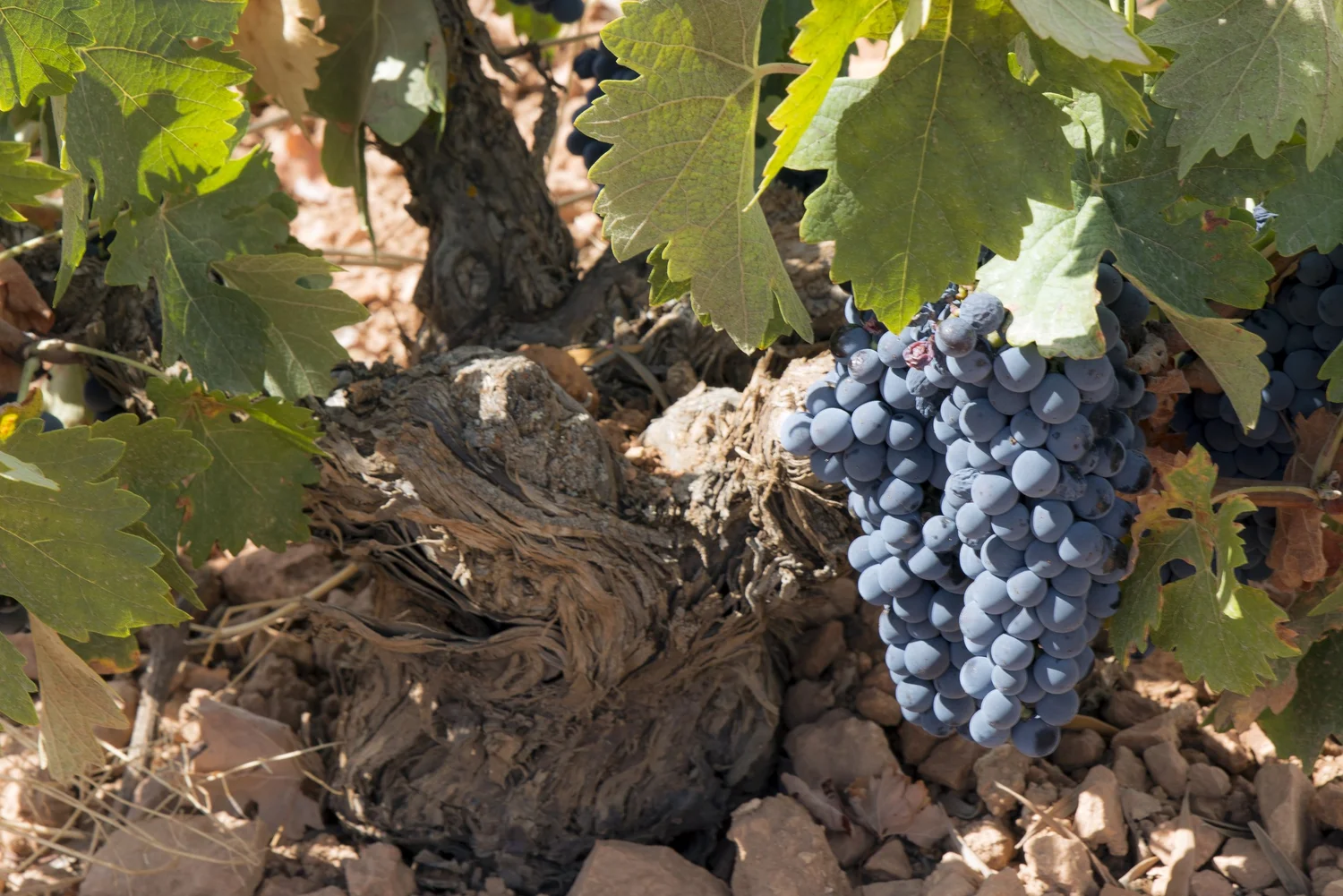 Old vine wine launched in cardboard bottle — The Old Vine Conference