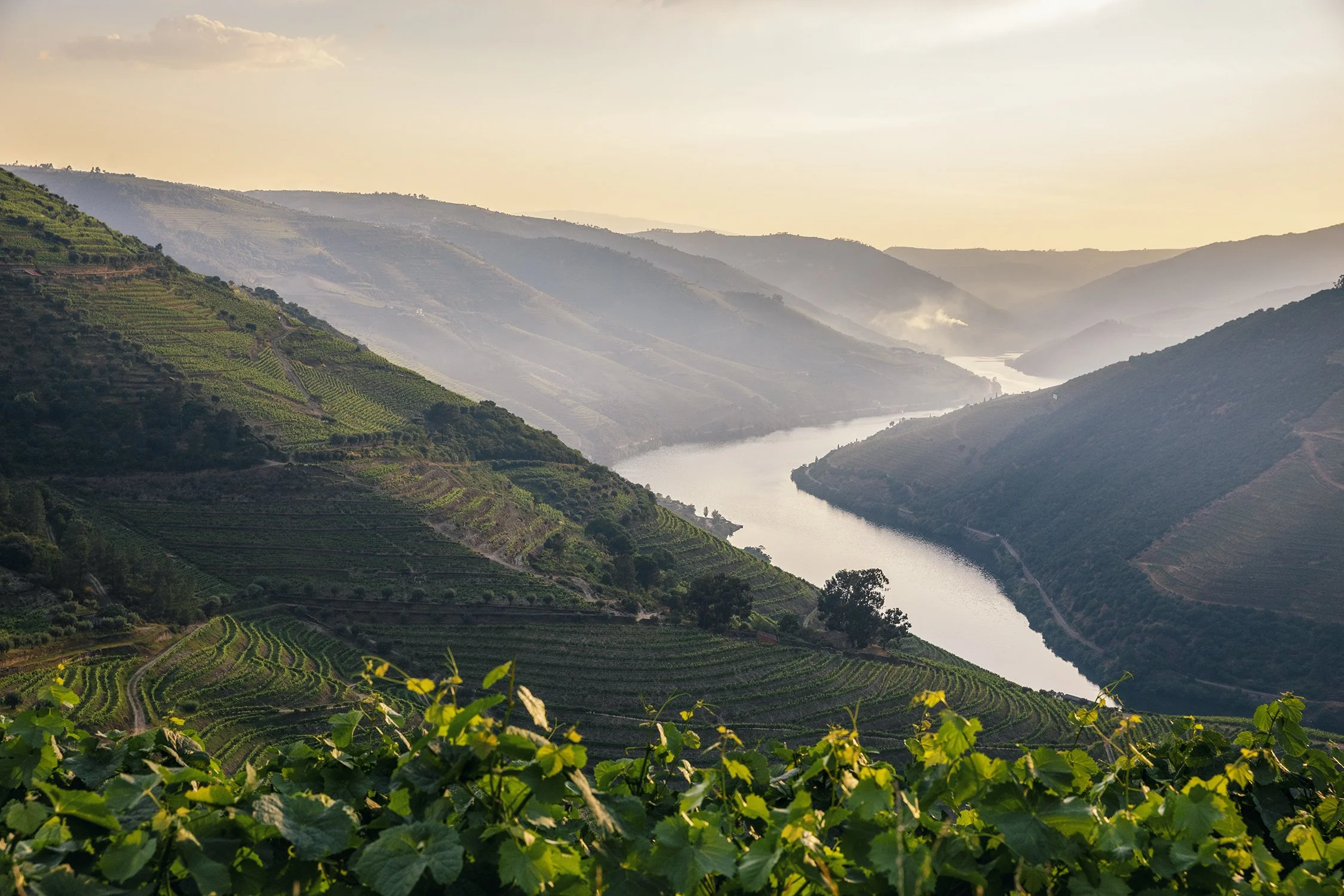 Van Zellers & Co., Douro, Portugal — The Old Vine Conference