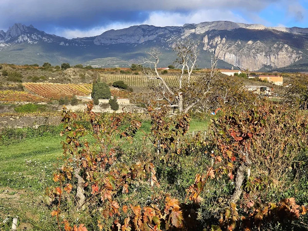 Preserving Rioja’s Old Vine Heritage for a More Sustainable Future ...