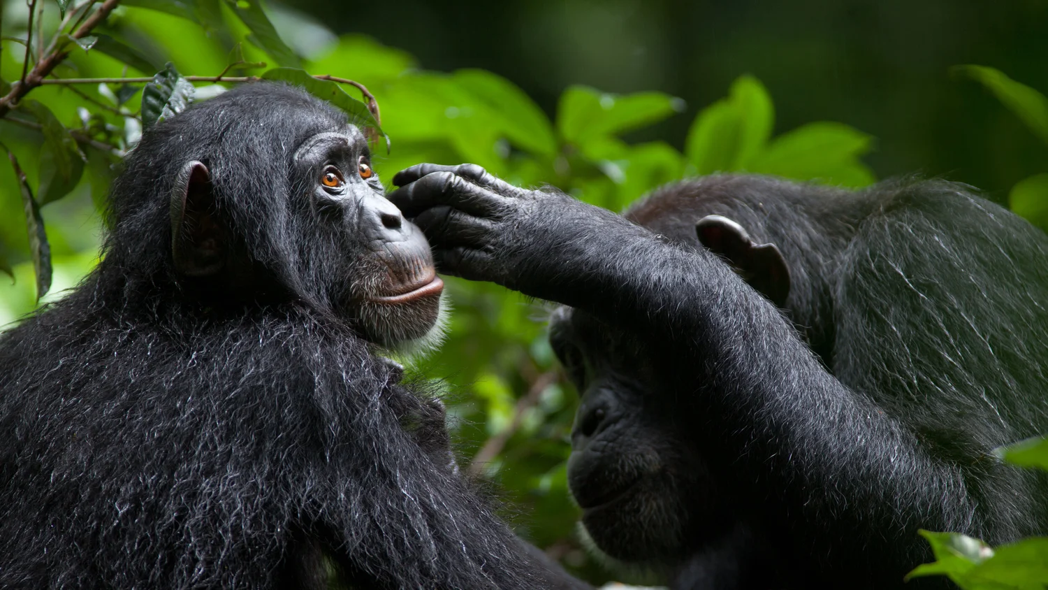 Inspirational and groundbreaking shows about the natural world ...