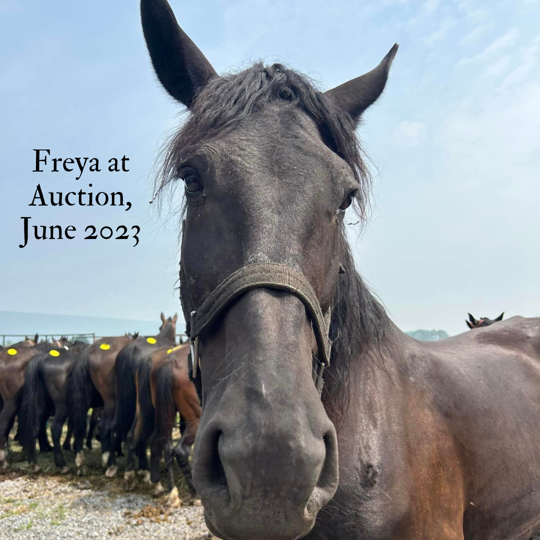 Freya's Journey to Peace: A Glimpse into the Life of a Former Amish ...