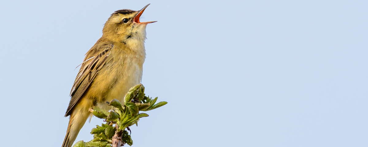 What is a Songbird — Friends of the Forest