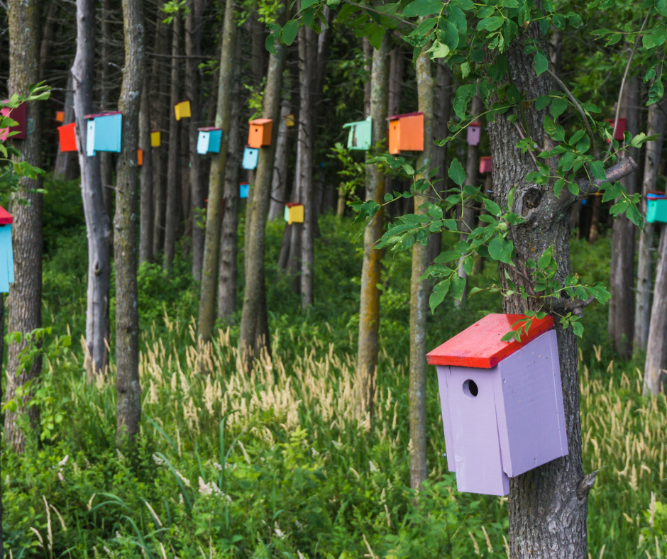 Nestbox Project — Friends of the Forest