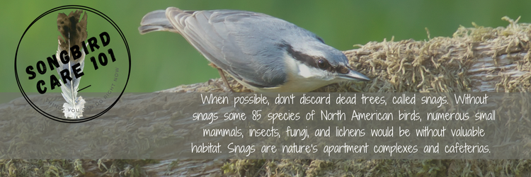What is a Songbird — Friends of the Forest