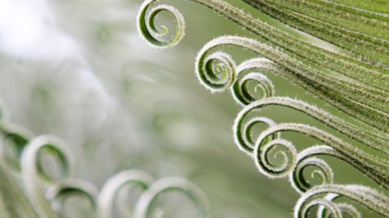 Finding Empowerment In Nature's Patterns — Friends of the Forest