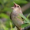 What is a Songbird — Friends of the Forest